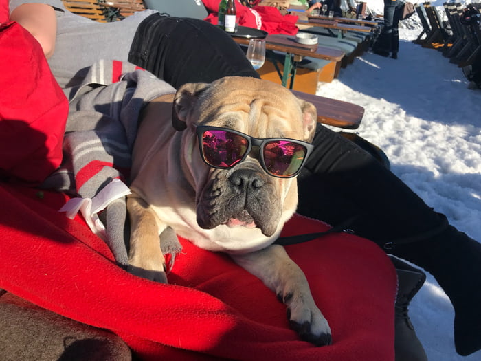 Are you cool as dis good boye? - 9GAG