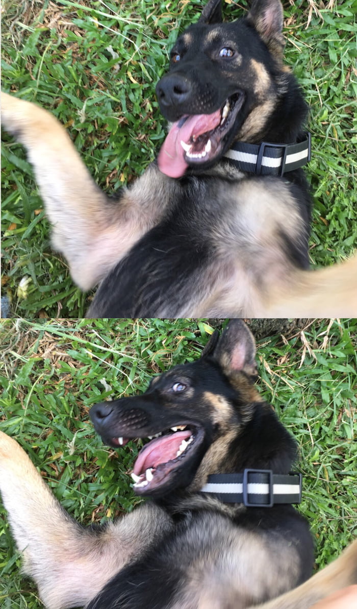 Doggo taking a selfie - 9GAG