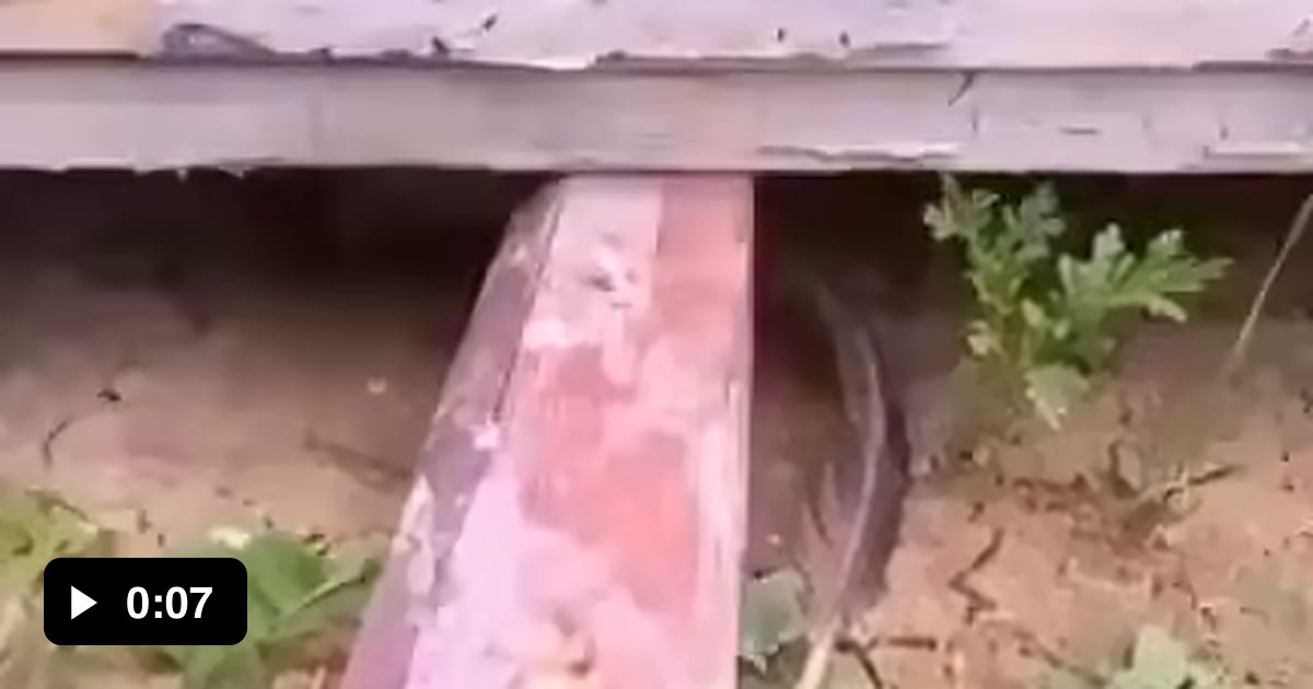 Guess who I am - 'How Dare You' Yep, it's that 'first slice of bread ...