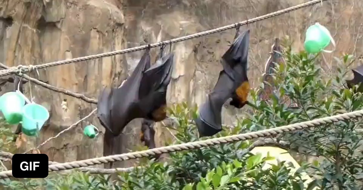 This is how a bat *pees* - 9GAG