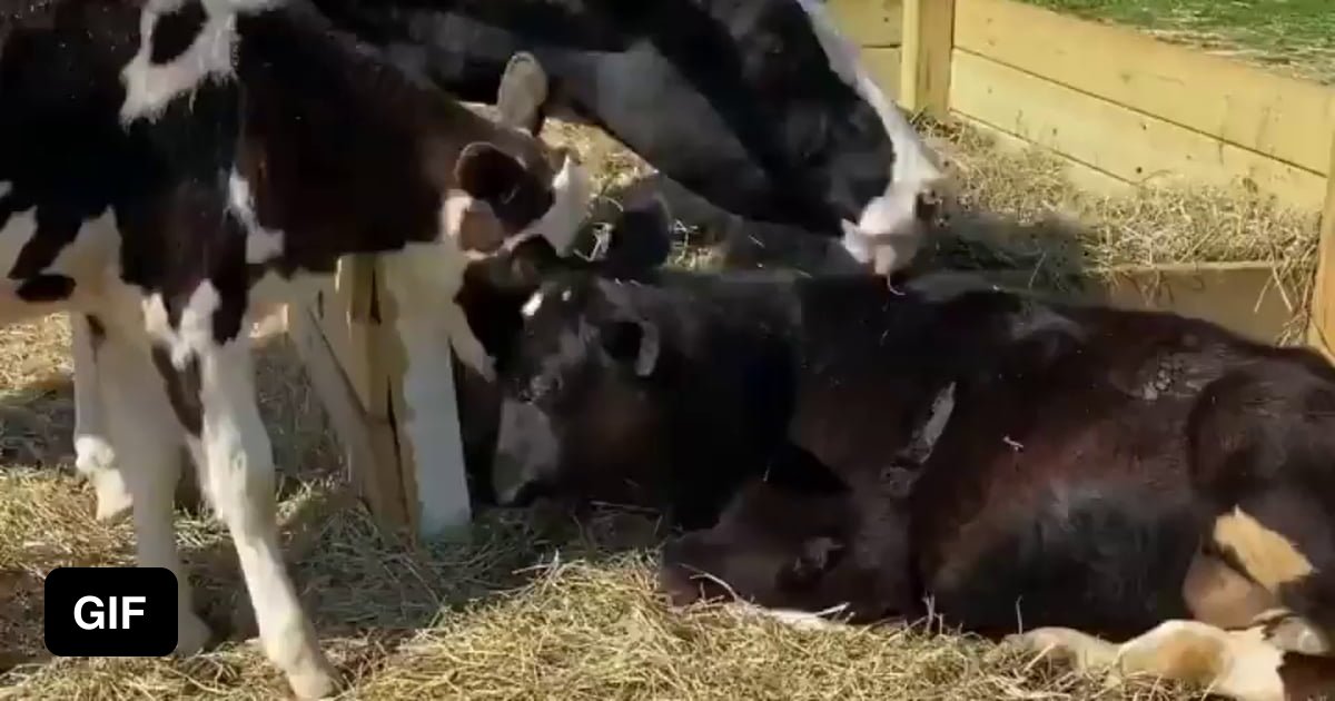These cows have so much kindness and affection to offer - 9GAG