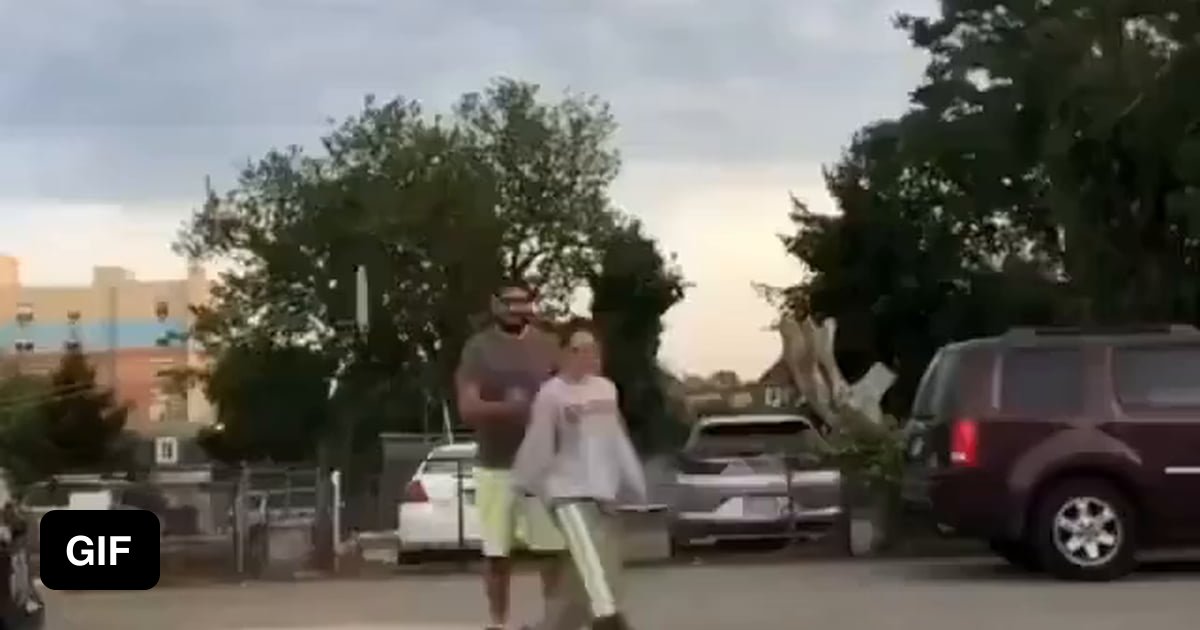 Confused funny doggo - 9GAG