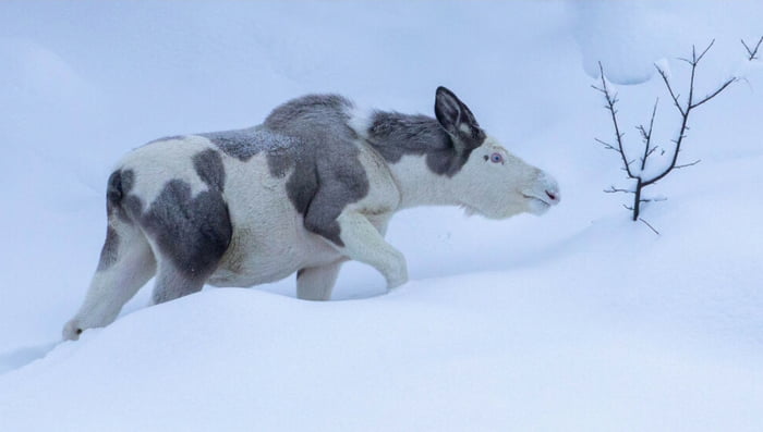 A photo of a wild elk with never seen before mutation - 9GAG