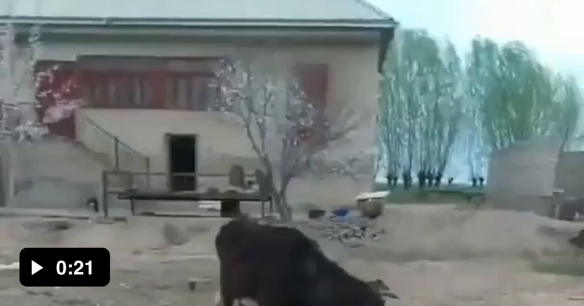 A very smart cow - 9GAG