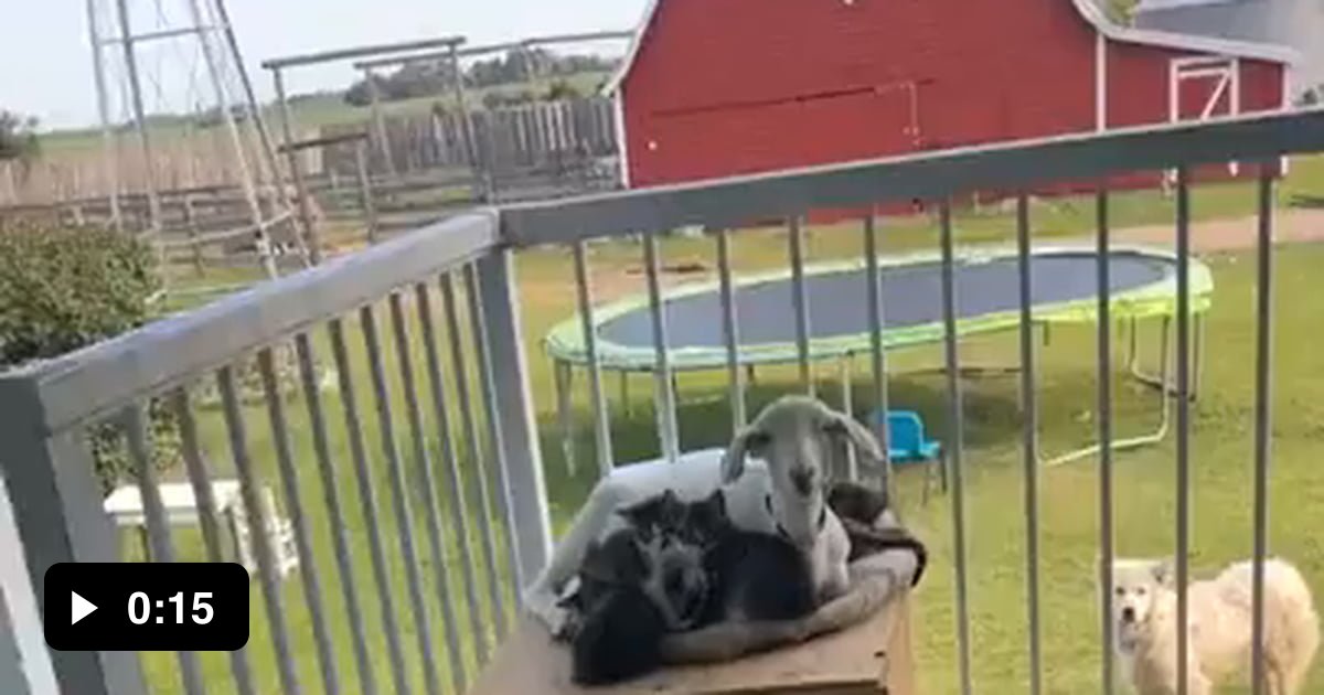 Sometimes little things occupy the biggest part of their hearts. - 9GAG