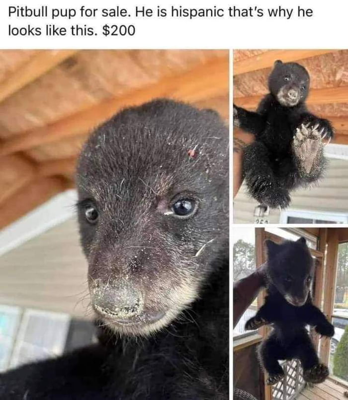 Hispanic pitbull - 9GAG