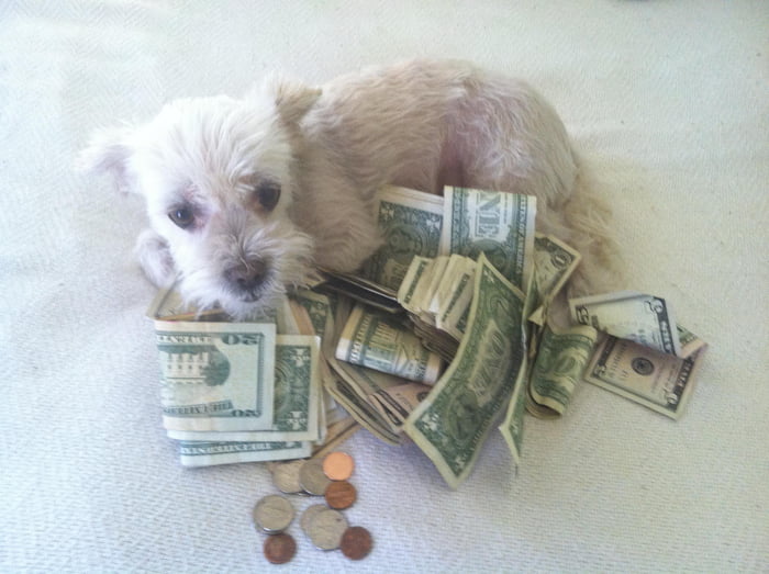 Money dog - 9GAG
