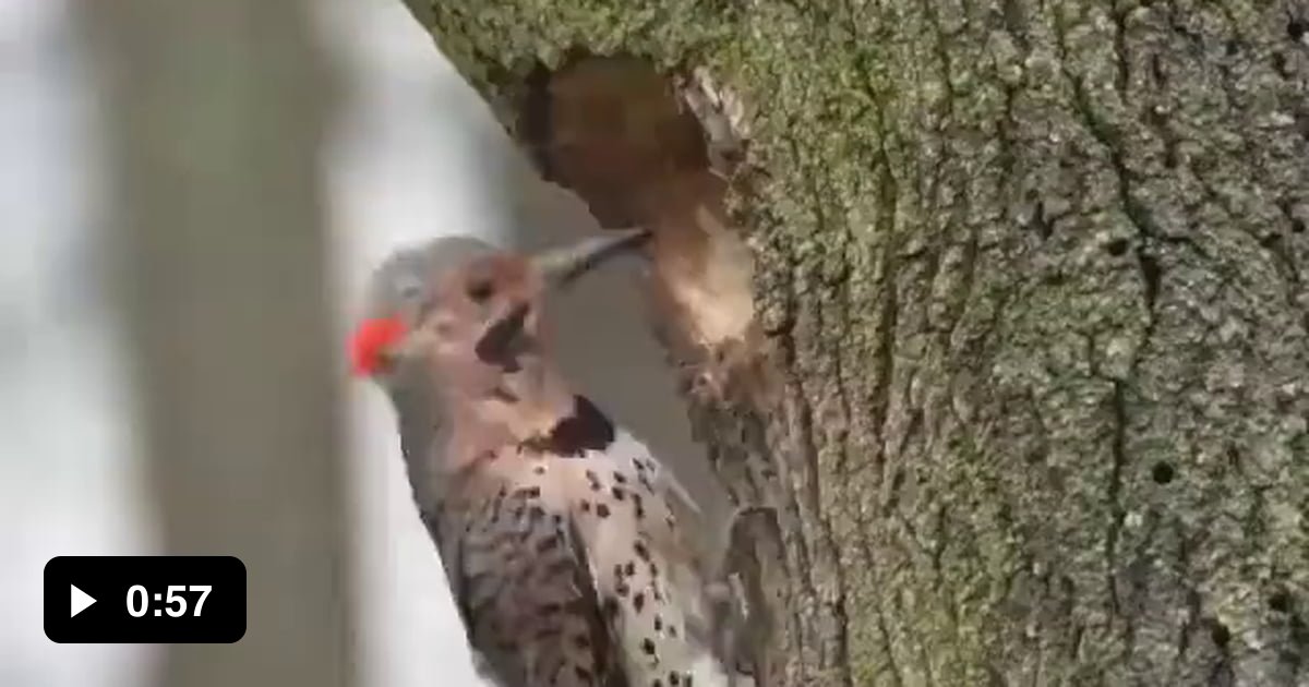 Incredible footage of two northern flickers ousting a starling that was ...