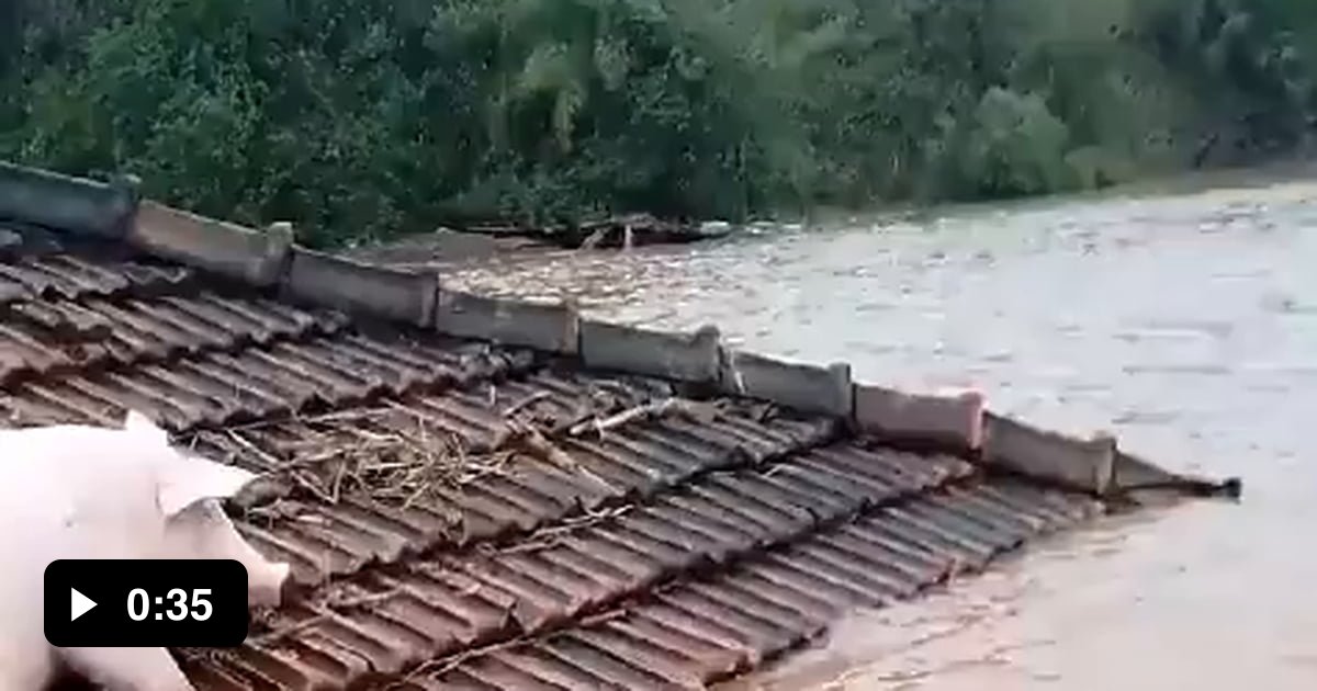 Pigs trying run from the flood in Brazil - 9GAG