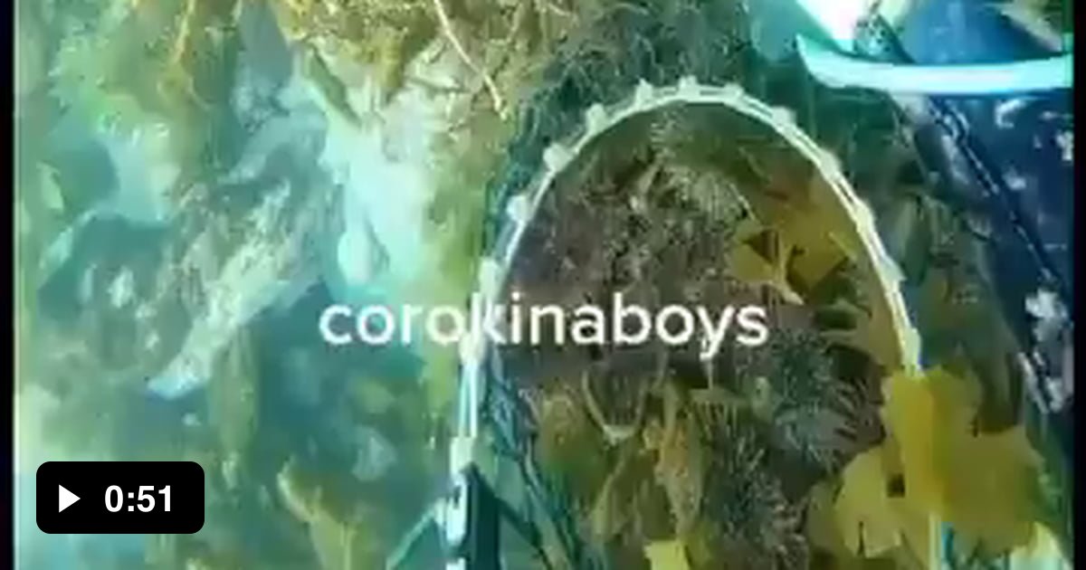 Diver feeds tame fish - 9GAG