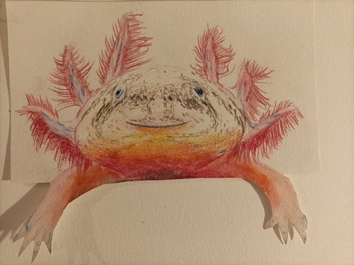 Fat axolotl - 9GAG