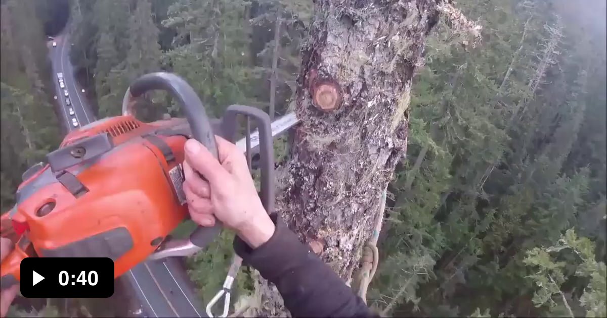 Lopping to top of a tree over 200 feet (60 metres) above the ground - 9GAG