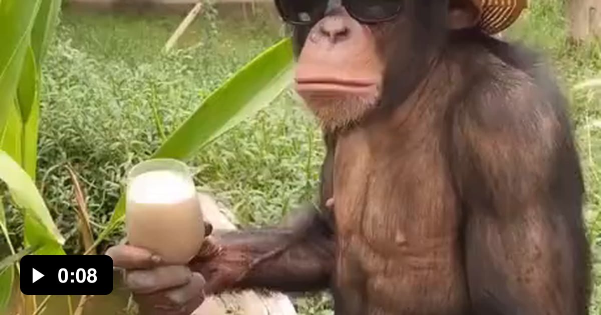 Reject humanity, return to monke - 9GAG