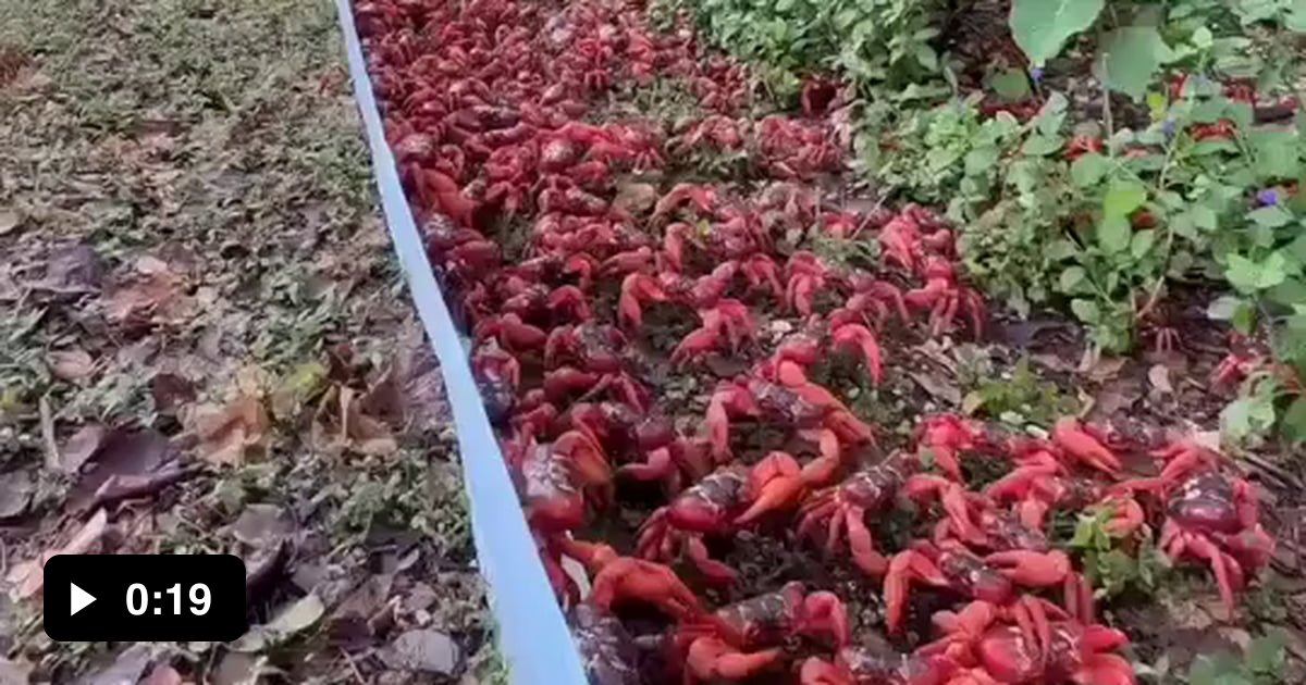 Annual mass migration of red crabs on Australia's Christmas Island - 9GAG