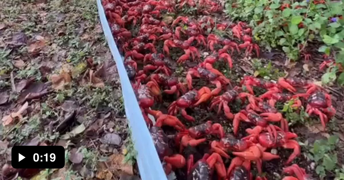 The annual Red Crab migration is in full swing at Christmas Island ...