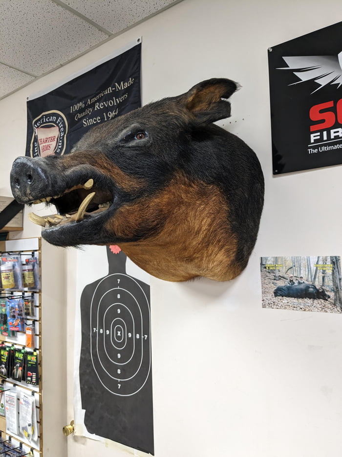 Of a feral hog - 9GAG