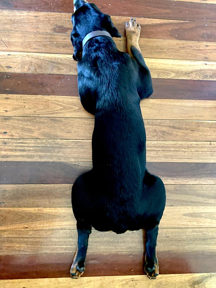 Sploot - 9GAG
