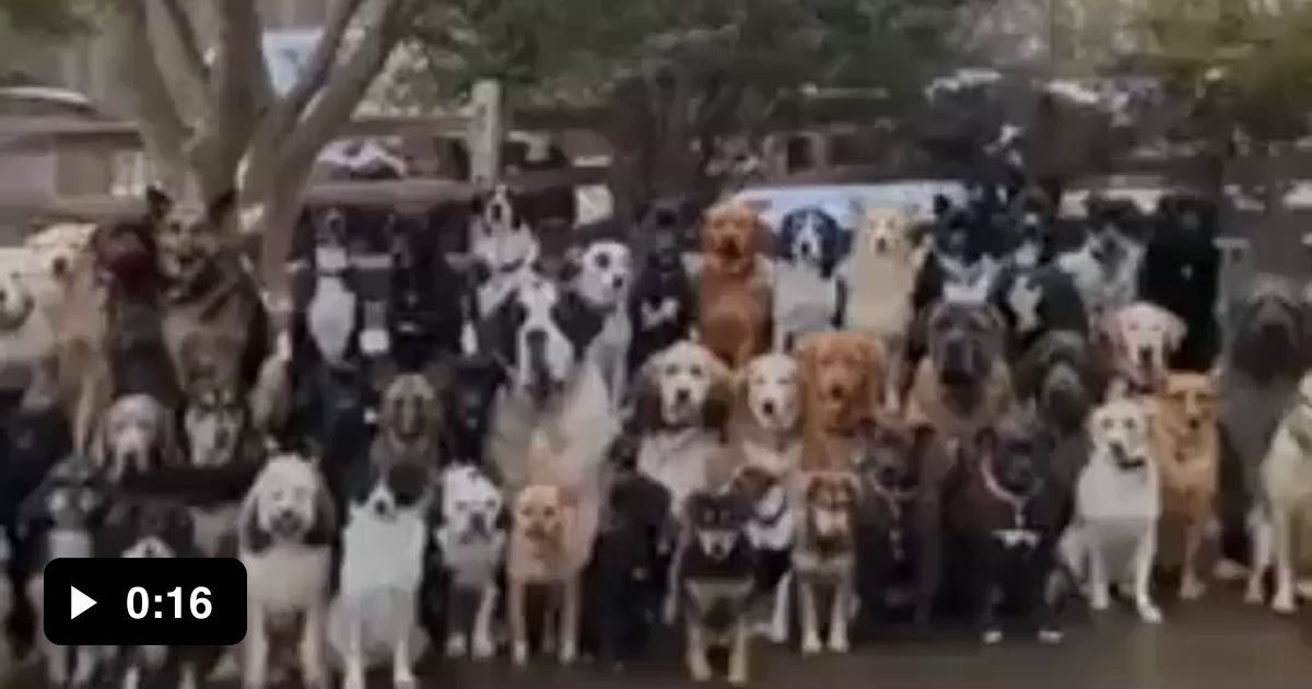 Reunion Photo For Rescued Dogs - 9GAG