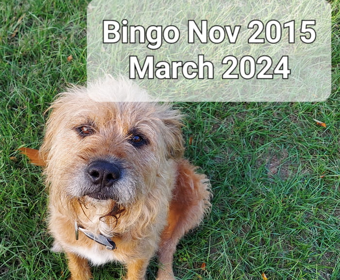 Bingo,we miss ya buddy... - 9GAG