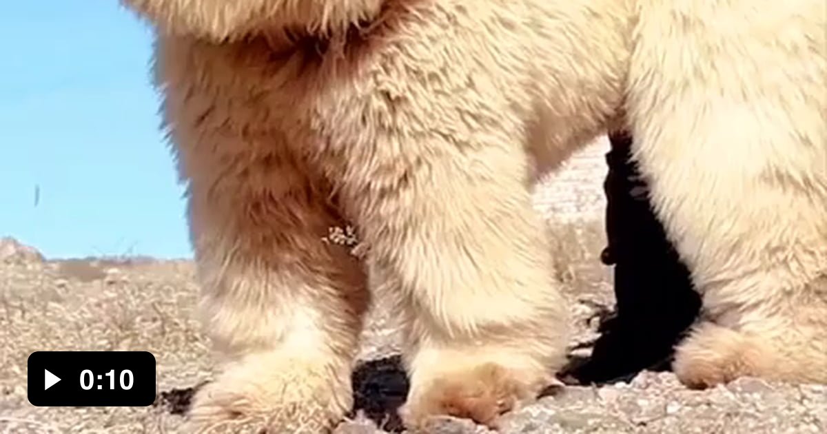 Absolutely big dog - 9GAG