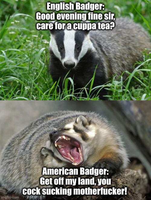 And the American badger is fat. - 9GAG