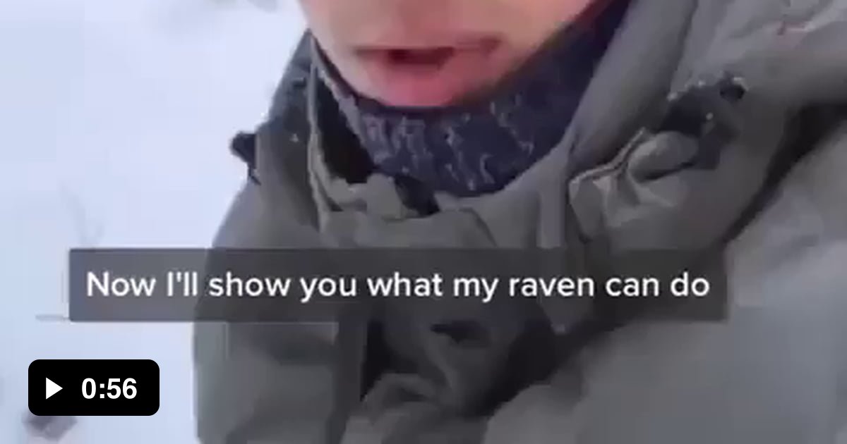 Training A Raven 9gag