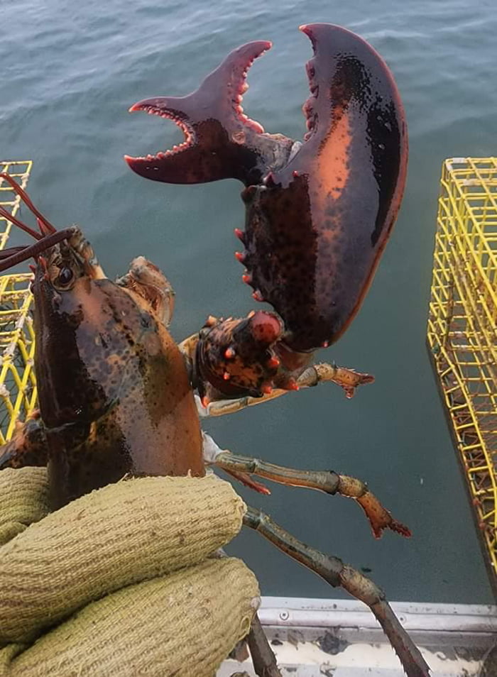 Claw with a claw - 9GAG