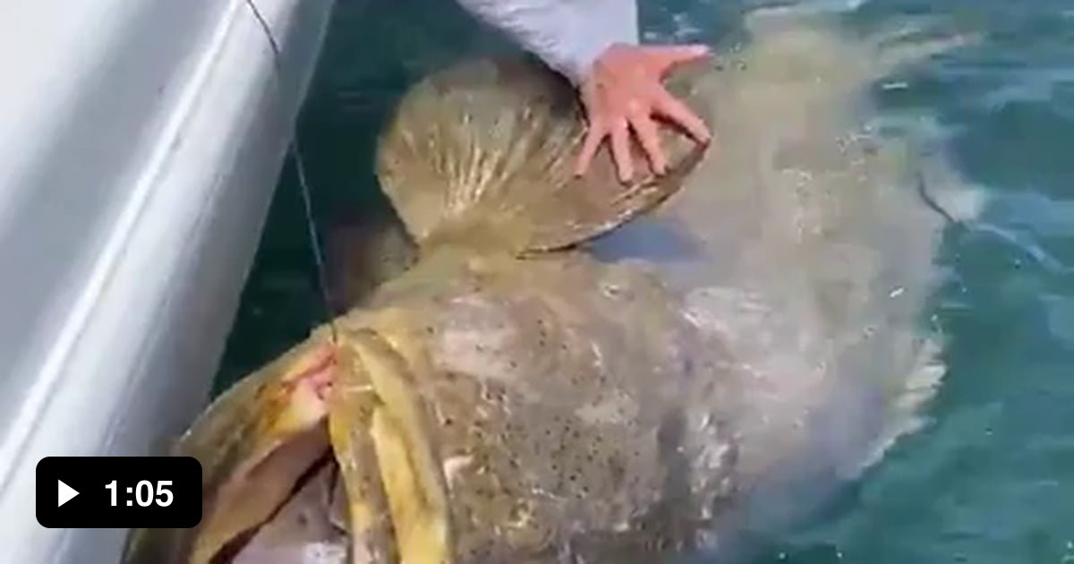 The sheer size of this Grouper Fish caught while fishing - 9GAG
