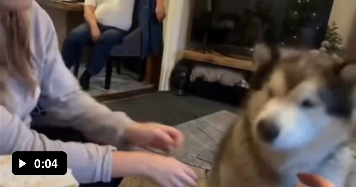 My man just woofed in Times New Roman - 9GAG