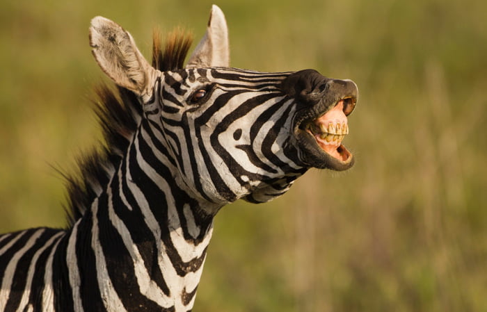 The Ohio zebra menace of the state of Ohio - 9GAG