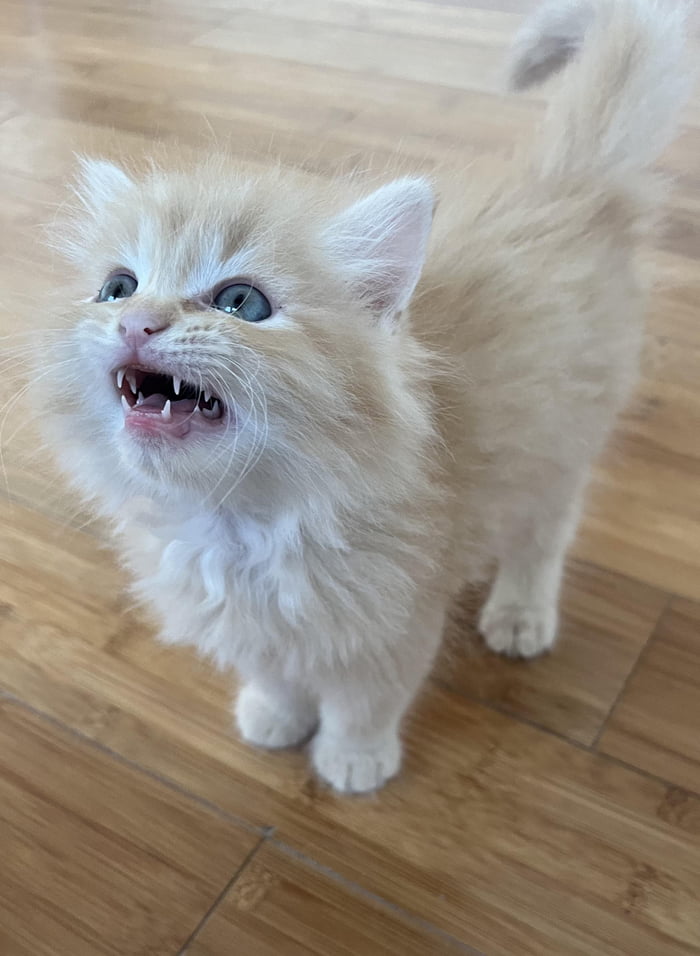 Mango wants food and she wants it NOW - 9GAG