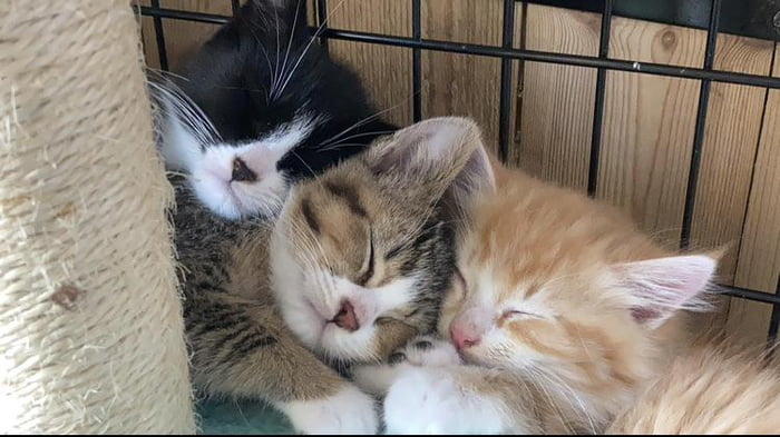 Criminal Cuddle Pile 9gag