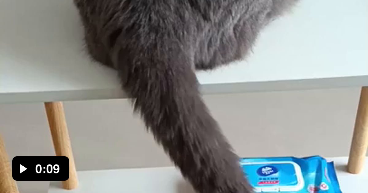 Cat has no power here ! - 9GAG