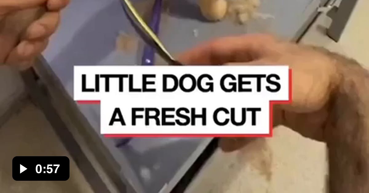 Little fluffball enjoys the haircut - 9GAG