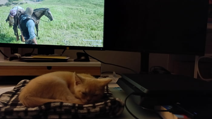 Since you can't pet cats in RDR2 I had to find an alternative, he's a ...