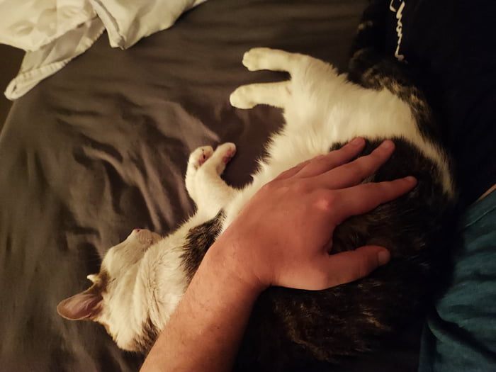 Catto only comes to bed when she notices I'm sad. Good catto... - 9GAG