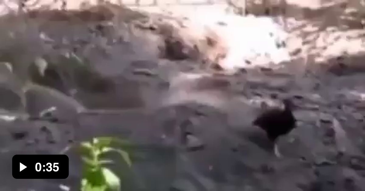 No digging holes, you dig? - 9GAG