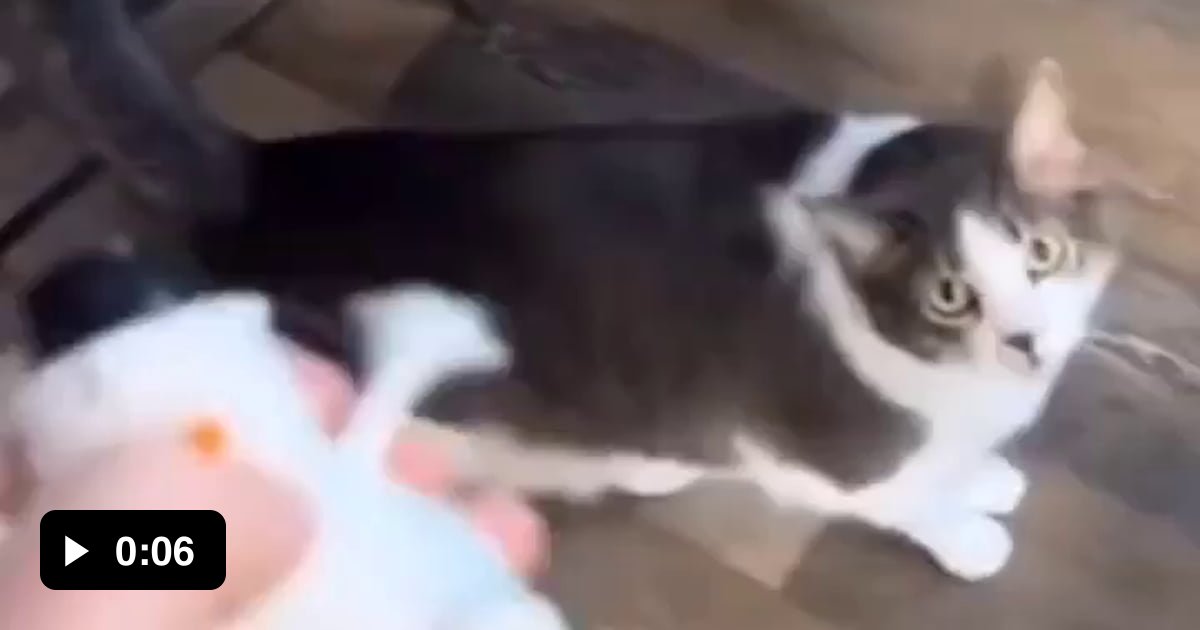 Cat : The what - 9GAG