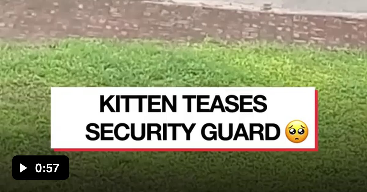 Kitten Teases Security Guard - 9GAG