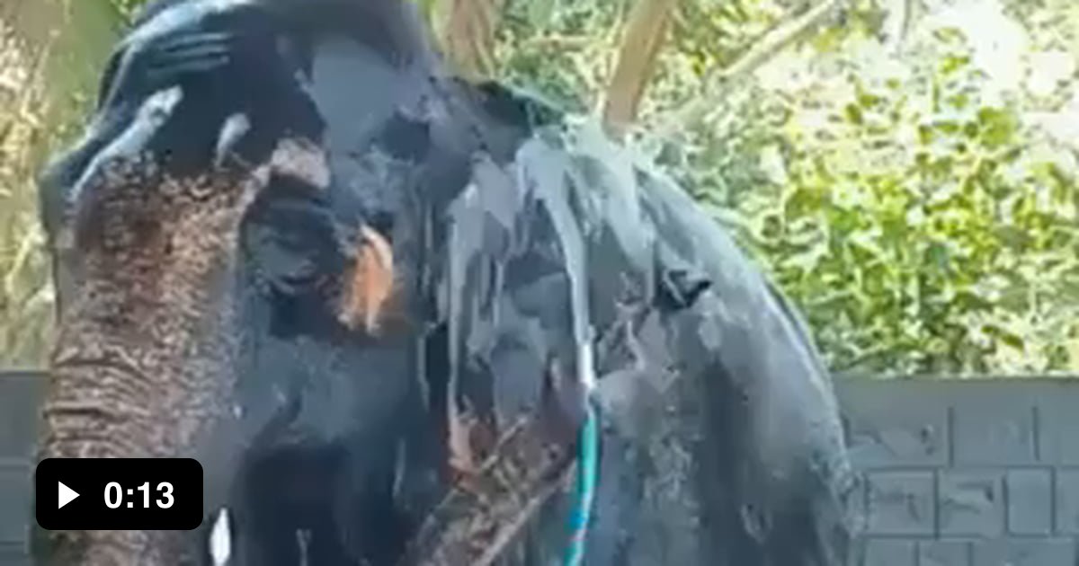 Elephant shower itself - 9GAG