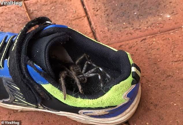 Hello mate, don't forget to check your shoe today! - 9GAG