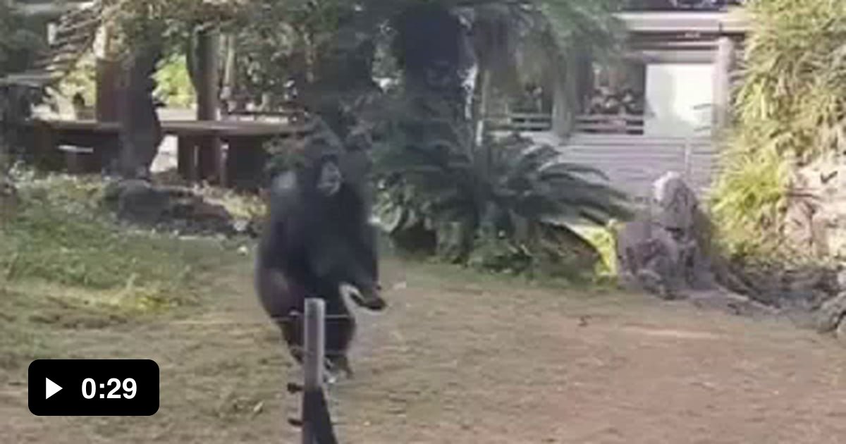 Monkey strike back at a tourist, who threw a bottle into his crib - 9GAG
