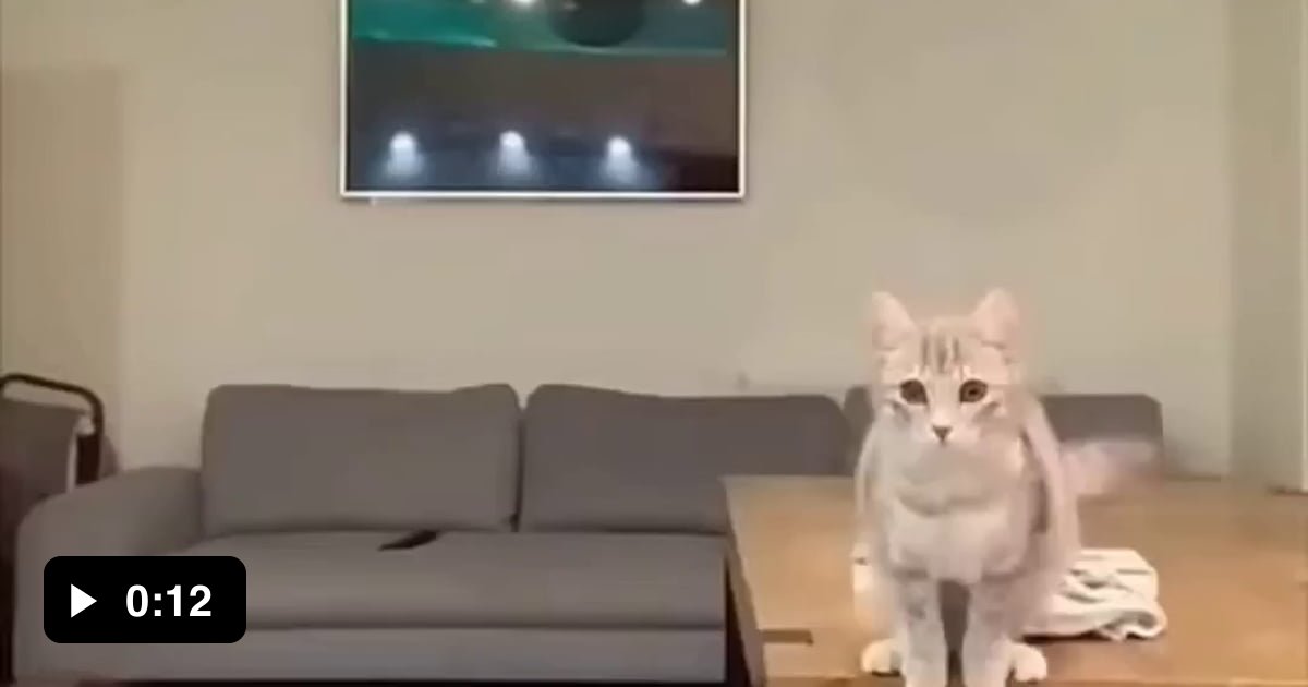 Cats cats cats - 9GAG