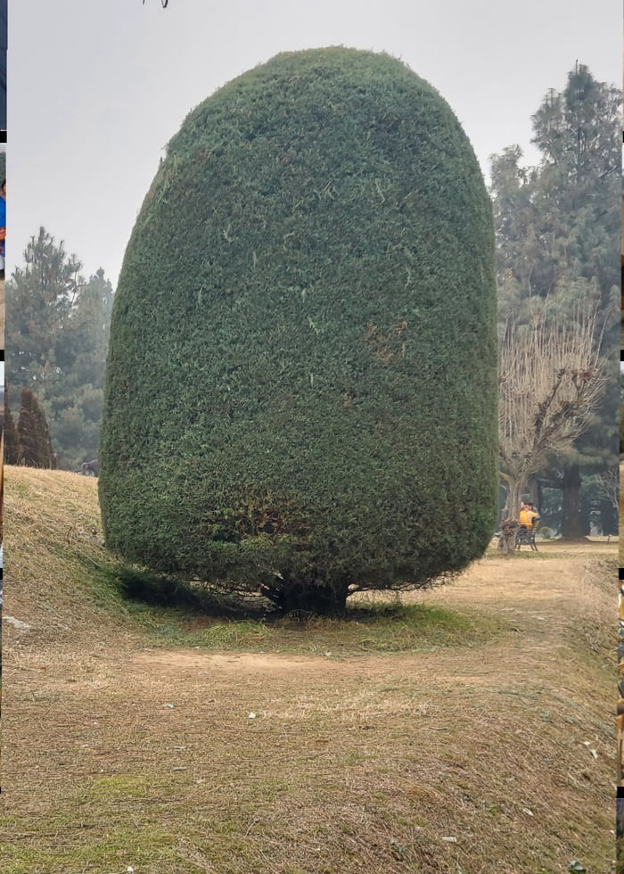 This ABSOLUTE UNIT of a manicured pine tree at the Kashmir Botanical ...