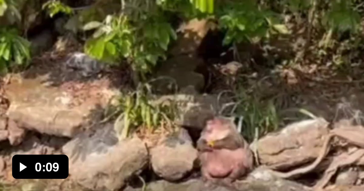 Thicc monkey (had no more pixels) - 9GAG