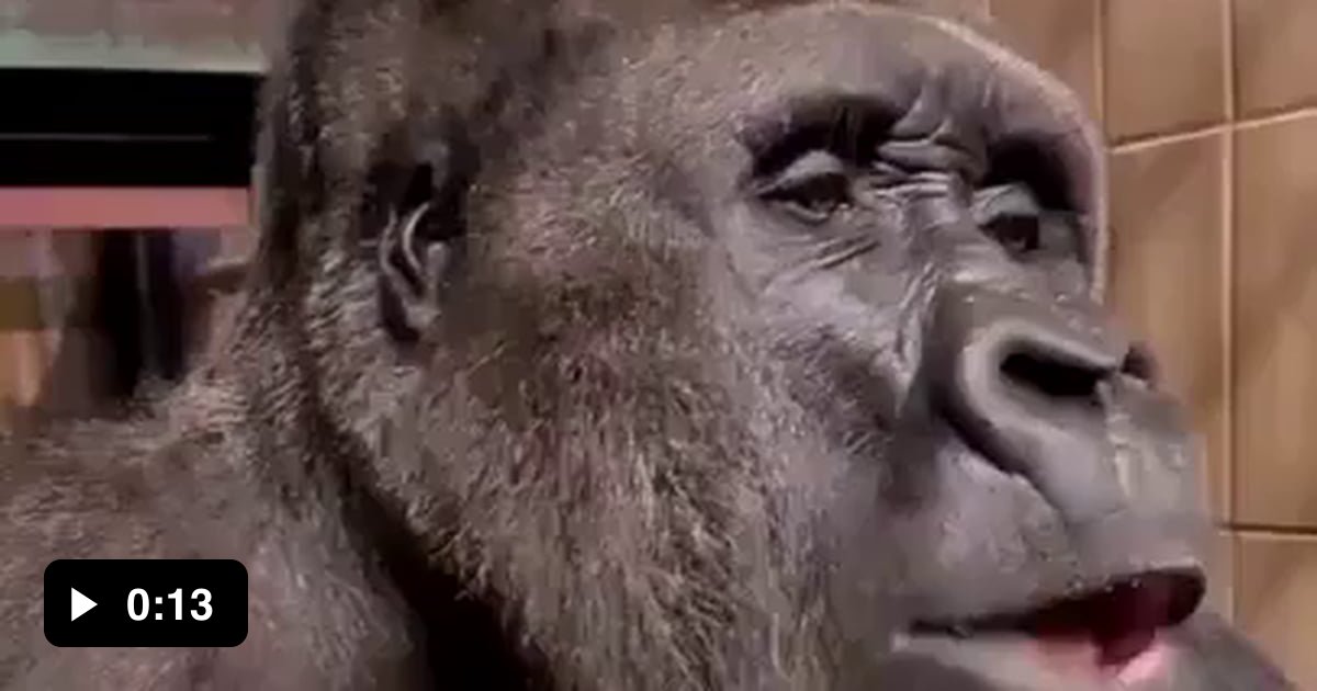 A gorilla eating lettuce and farting. - 9GAG