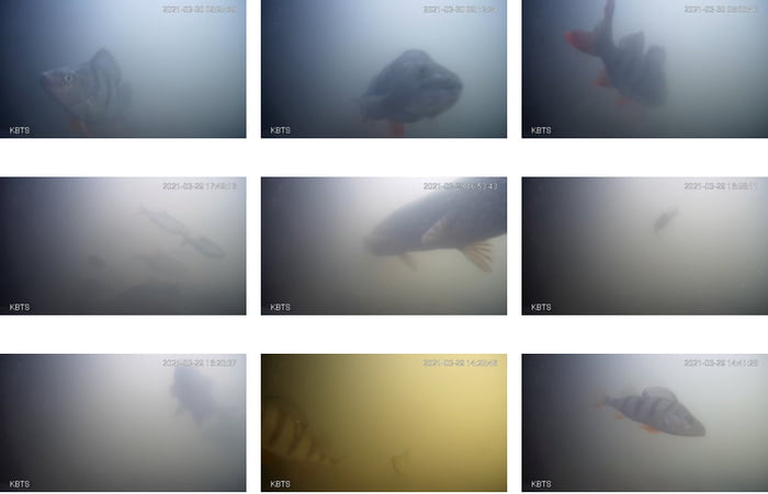 The Netherlands has created an underwater livestream, asking people to ...