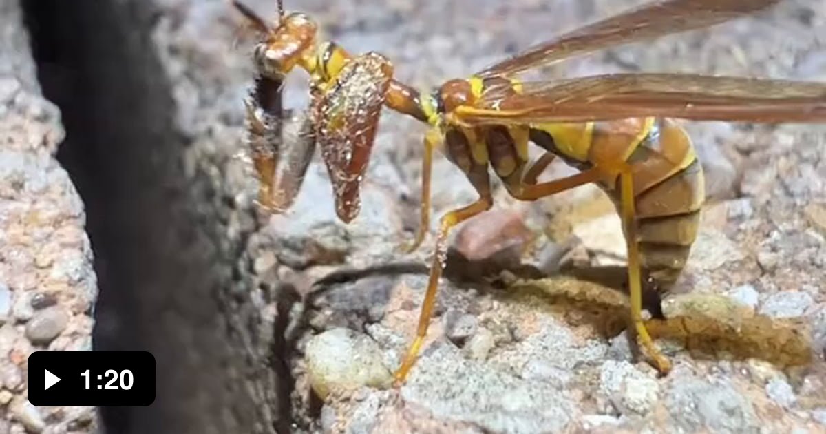 New insect update looks crazy - 9GAG