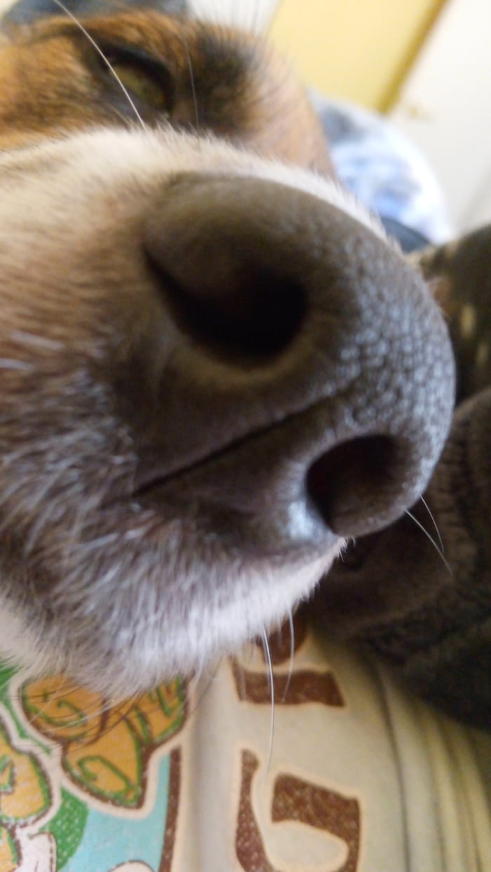 5 Votes to boop the nose. - 9GAG