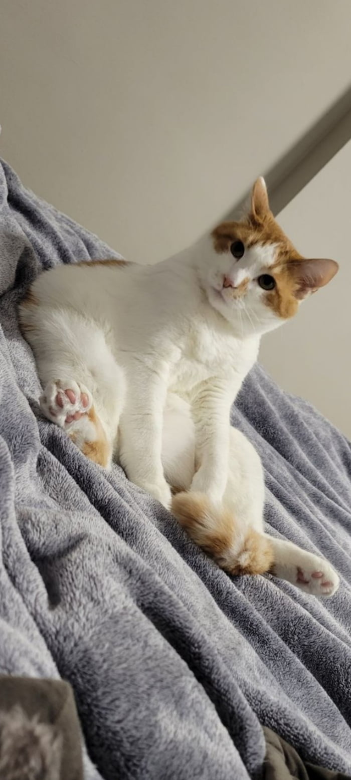 My cat cayde 6 - 9GAG